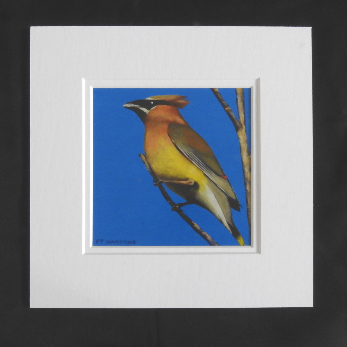 Cedar Waxwing- Print – The Vault Cultural Collective
